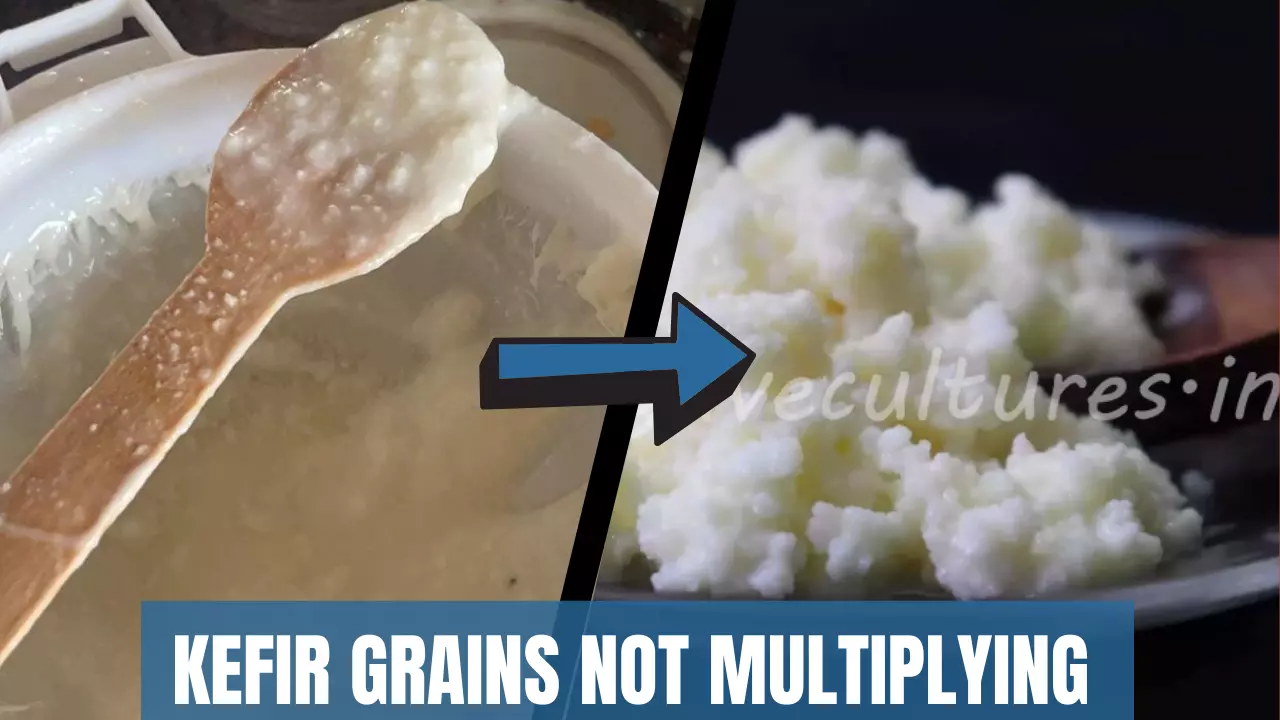 Why My Kefir Grains Are Small or Disappearing